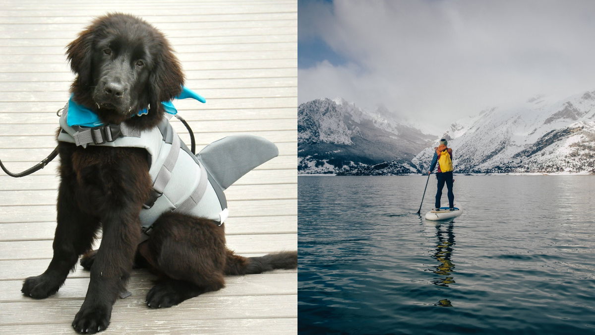 “This Guy Is Nuts”: Dog Takes on a Man Surfing Bizarrely Down a Hill in ...