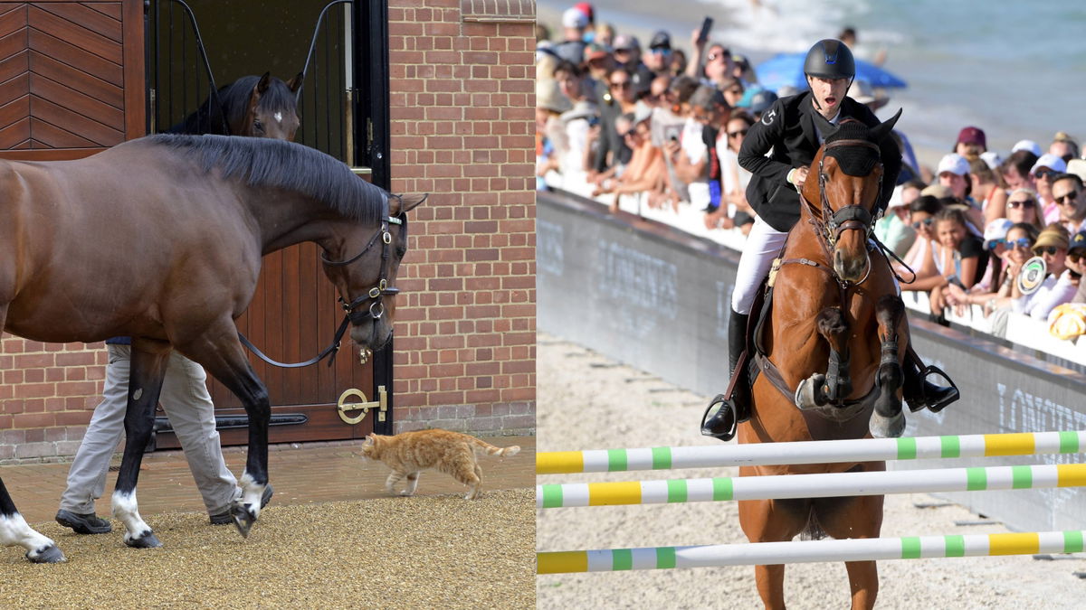 Watch: Cat Steals the Show at Popular Equestrian Event by Gatecrashing ...