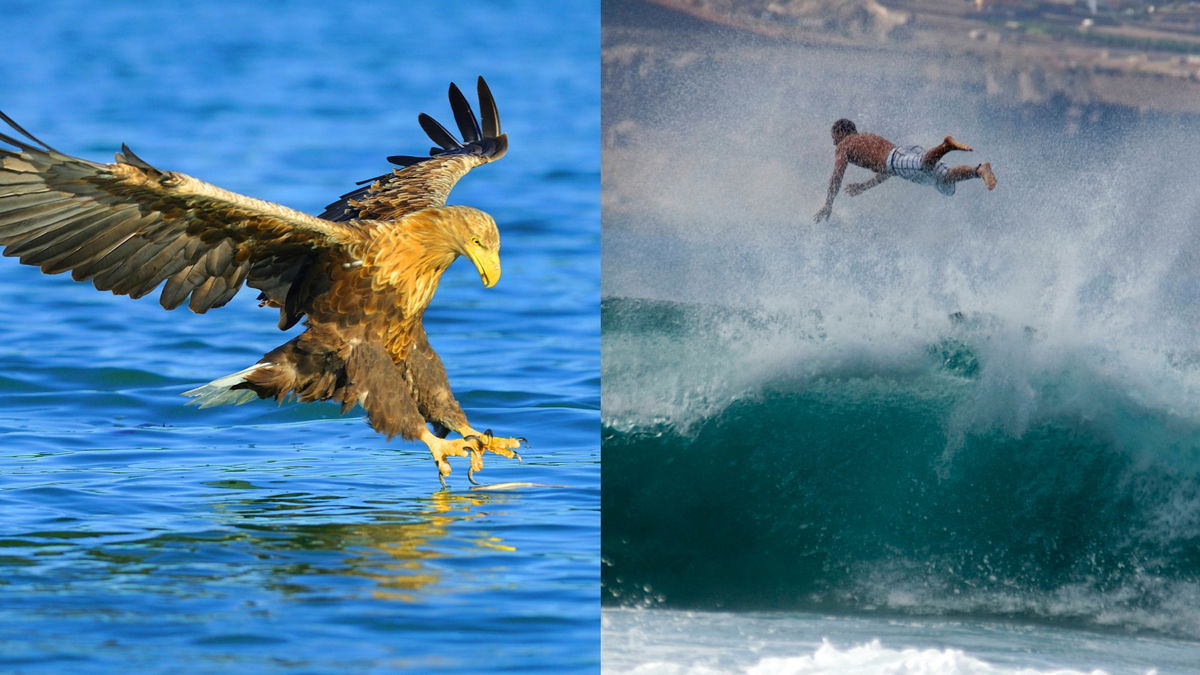 “That’s a 10 for the Eagle Pose”: While One Surfer Rides a Clear Barrel ...