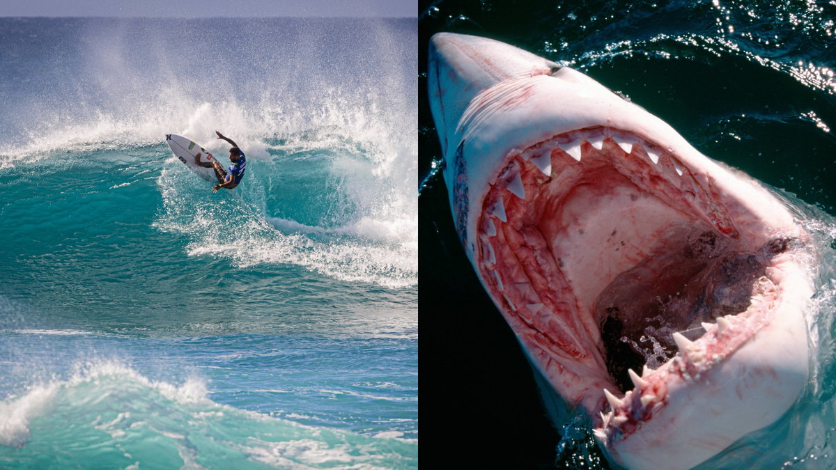 “I Tried Punching It”: Shark-Attack Surviving Surfer Revealed the Three ...