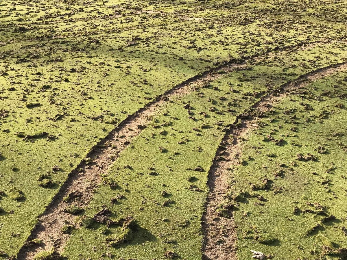 Vandals Pleaded to Surrender After Severely Destroying Michigan Golf ...