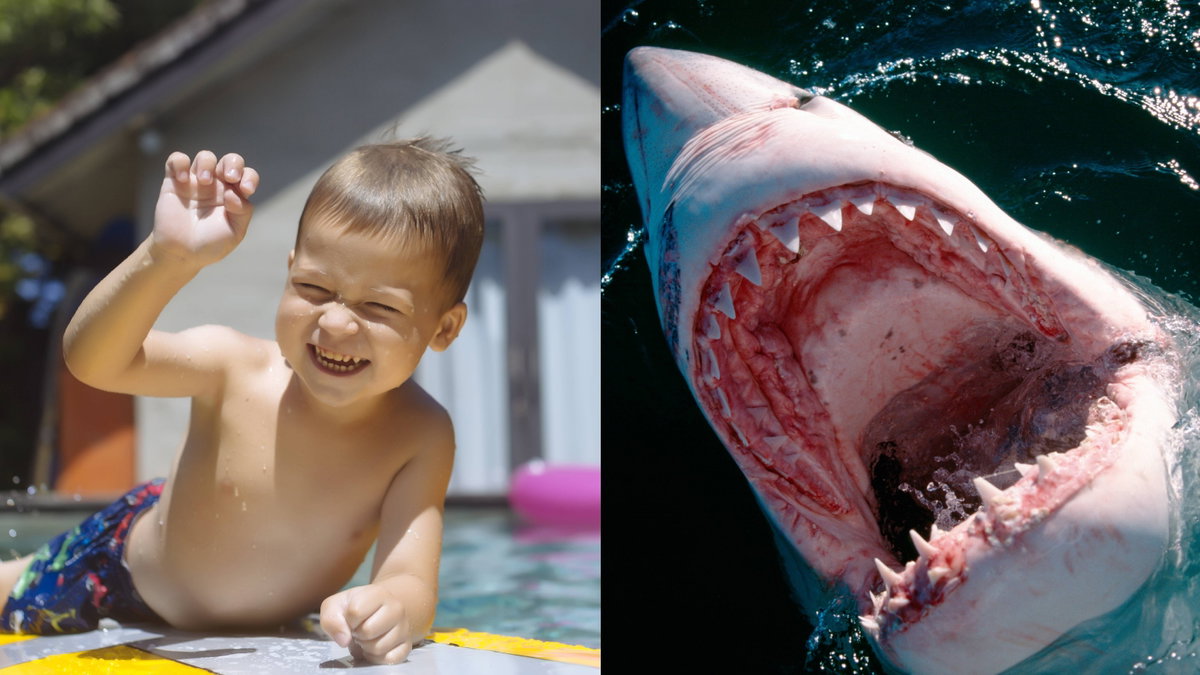 “Would’ve Pee’d Myself”: 5-Year-Old Surfer’s Unbelievable Behavior ...