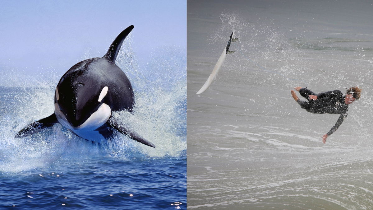Surfer Left Unconscious by Giant 33-Feet Whale After Getting ‘Heavily ...