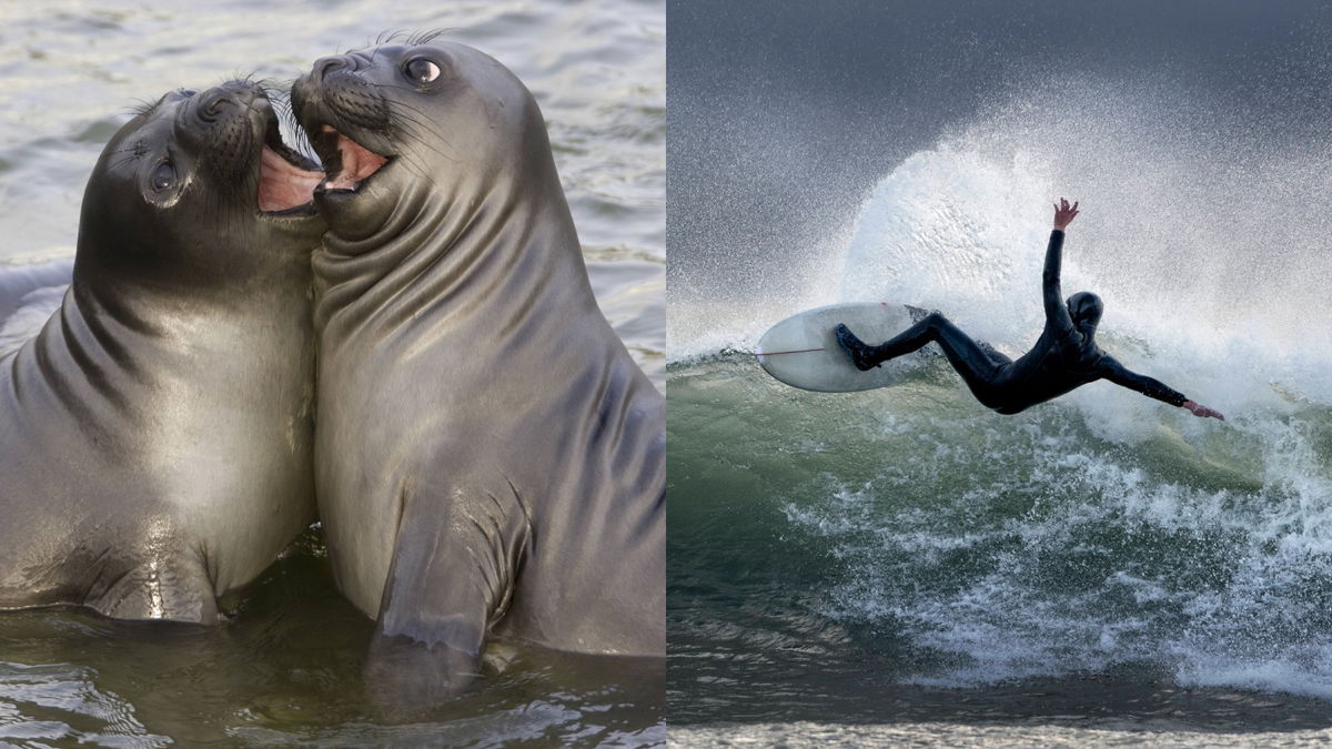 Drama Unfolds as Beachgoer Mistakes Waving Seals for Distressed Surfer ...