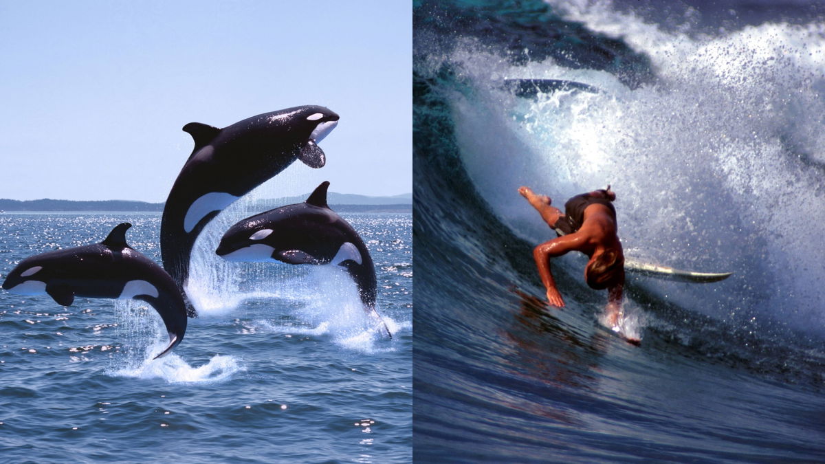 “Did No One See That Fishy”: Surfer Comes Across Unexpected Guest While ...