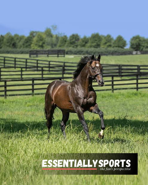 Rodeo Icon Kaycee Fields Bids Farewell to Legendary Bucking Horse in ...