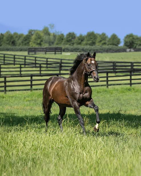 Rodeo Icon Kaycee Fields Bids Farewell to Legendary Bucking Horse in ...