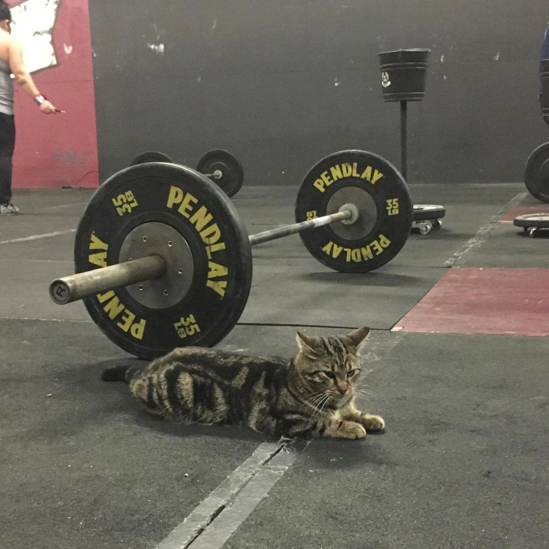 Cat Motivated Him Fitness Community Awards Adorable Gym Cat Best Cat Motivated Him Fitness Community Awards Adorable Gym Cat Best
