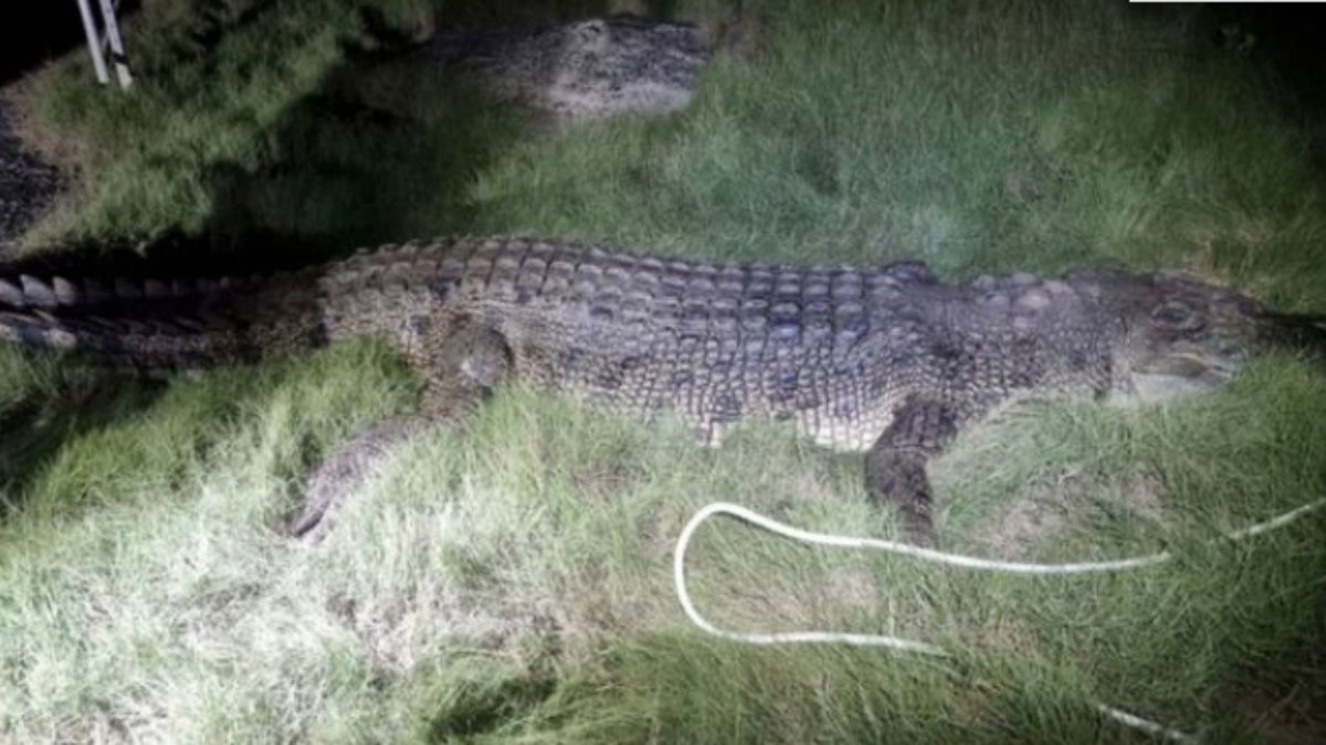 “So Sad to Shoot It”: Crocodile Is Put to Rest After ‘Stalking ...