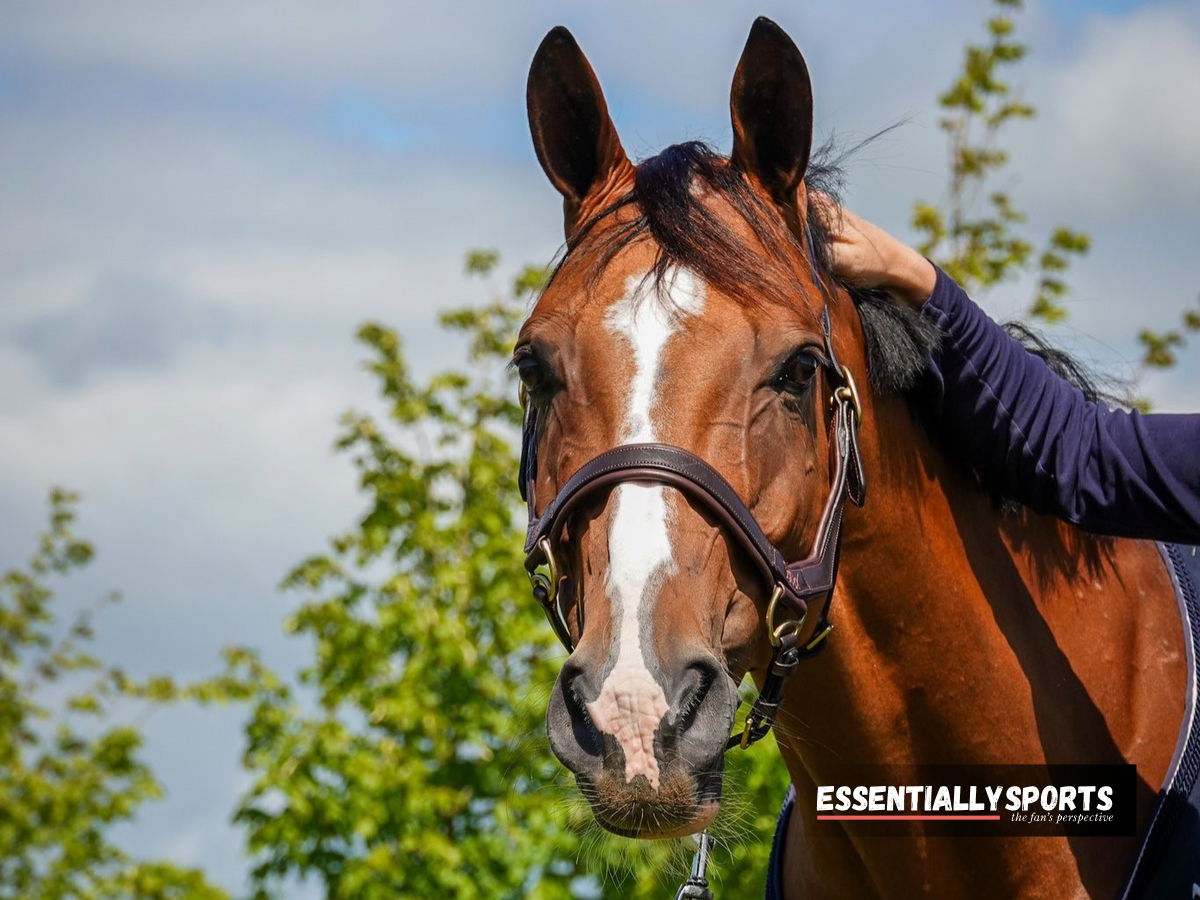 What Happens to Horses After Olympics? Here’s How the Equestrian Stars ...