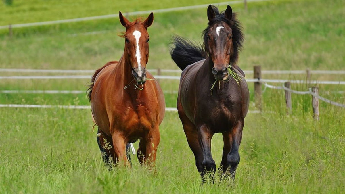 Traditional Equestrian Event Takes a Unique Turn With Western Pleasure ...