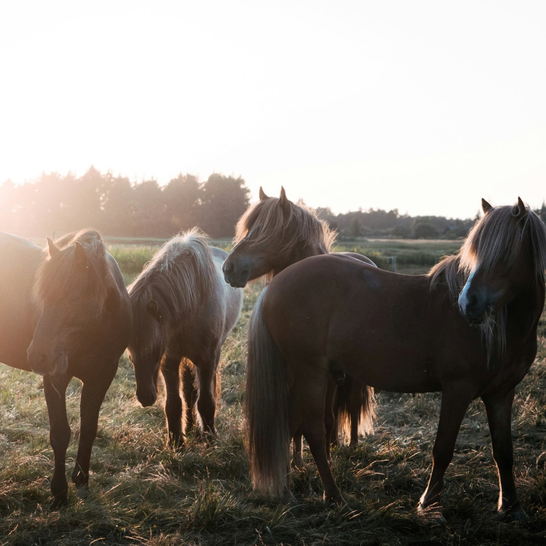"Critically Endangered": Equestrian World Unearths the 'Fascinating ...