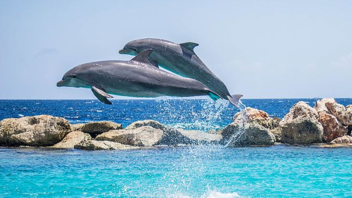 In Pictures: Duo on a Trip Marvel at Scenic View of Hundreds of ...
