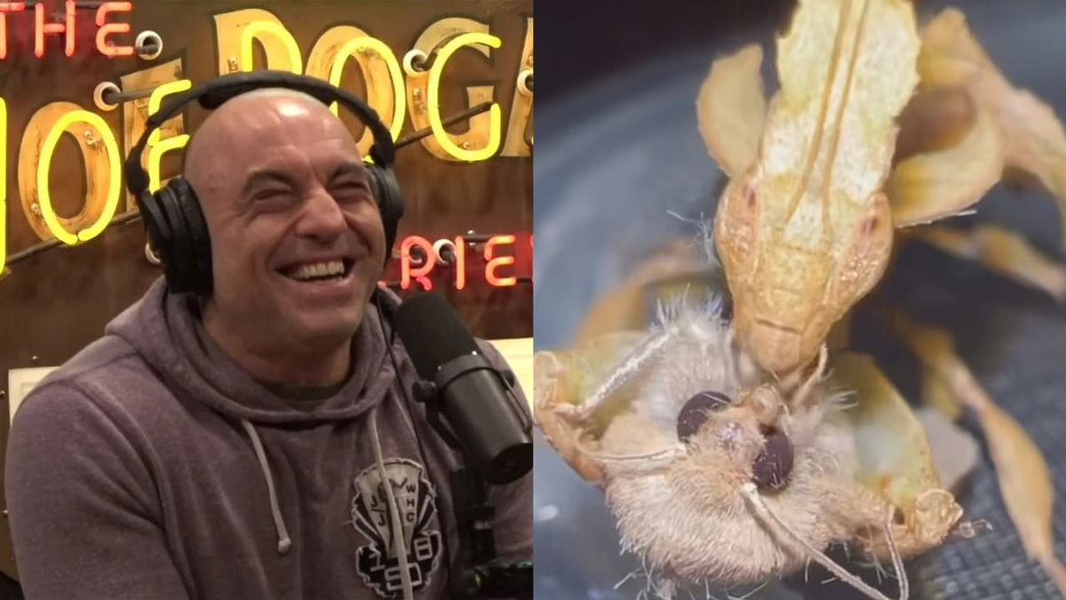 “That’s F***ing Gross” – Fans Left Creeped Out by Joe Rogan’s Latest ...