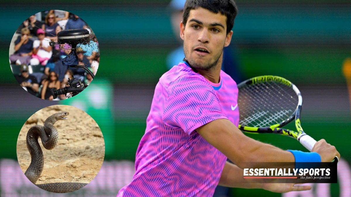 From Deadly Snakes to Bee Invasion; 4 Bizarre Play Suspensions That ...