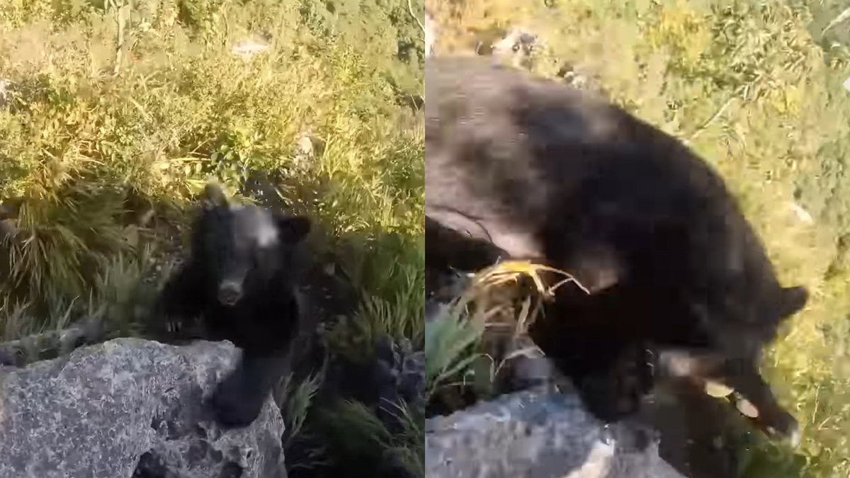 ‘Absolutely Terrfying’ Bear vs. Mountain Climber Video Goes Viral As ...