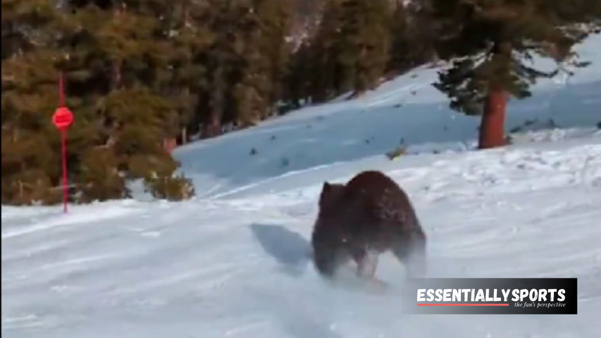 VIDEO: Winter Thrills Almost Cost Skiing Man His Life After Camera Captures Bear Charging Across ...