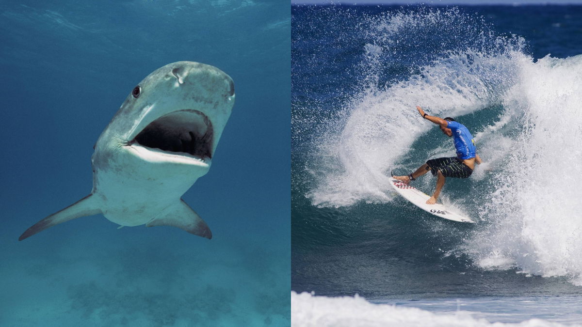 Shocking Visuals Showed Surfer Eaten Alive by Tiger Shark Once During ...
