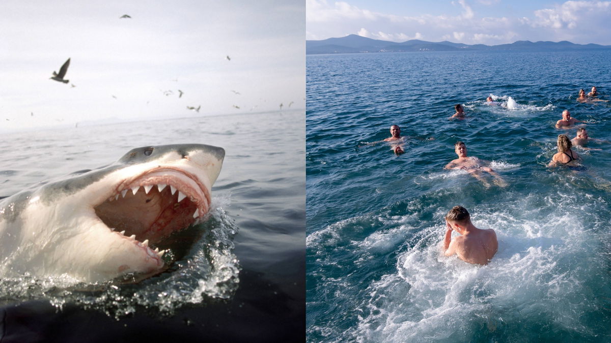 “You Would Freeze to Death!”: Monstrous Shark Fin Spotted at a Popular ...