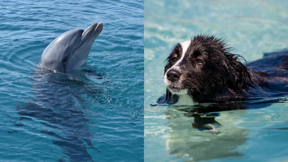 Watch: Dog Challenging Dolphin to a Swimming Battle Will Make Your Day ...