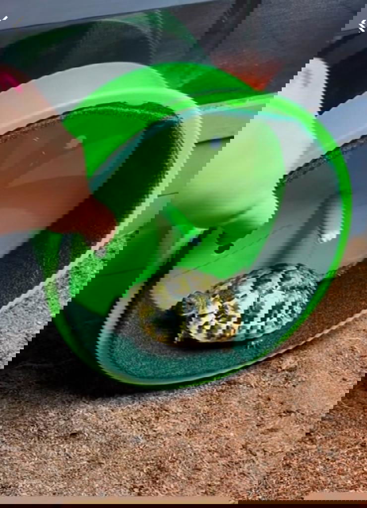 Little Turtle Gets Onto Some Fitness Lessons Defying the Age Old Racing ...