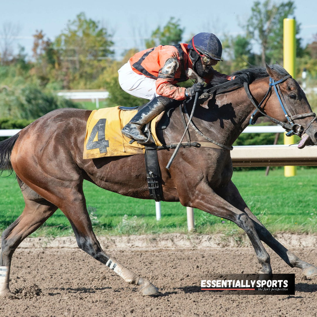 Tribute to the Storied Career of Horse Racing Icon Practical Move ...