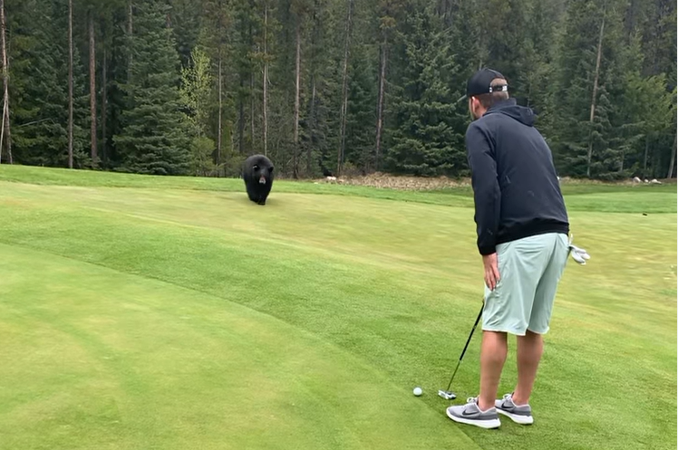 WATCH: Anxious Footage Shows an Unbothered Golfer Putting With a Bear ...