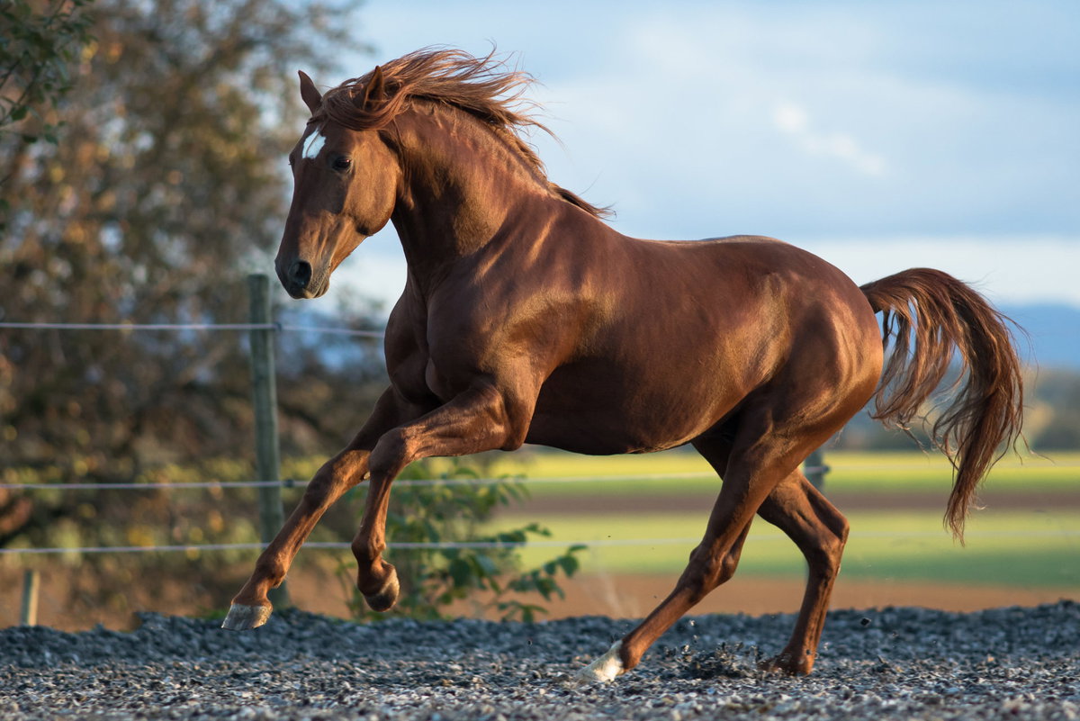 “True Horseman”: Internet Cheers As Equestrian of the Year John French ...