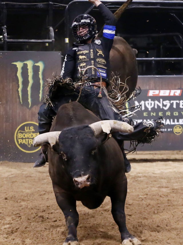 Most Famous Bucking Bulls