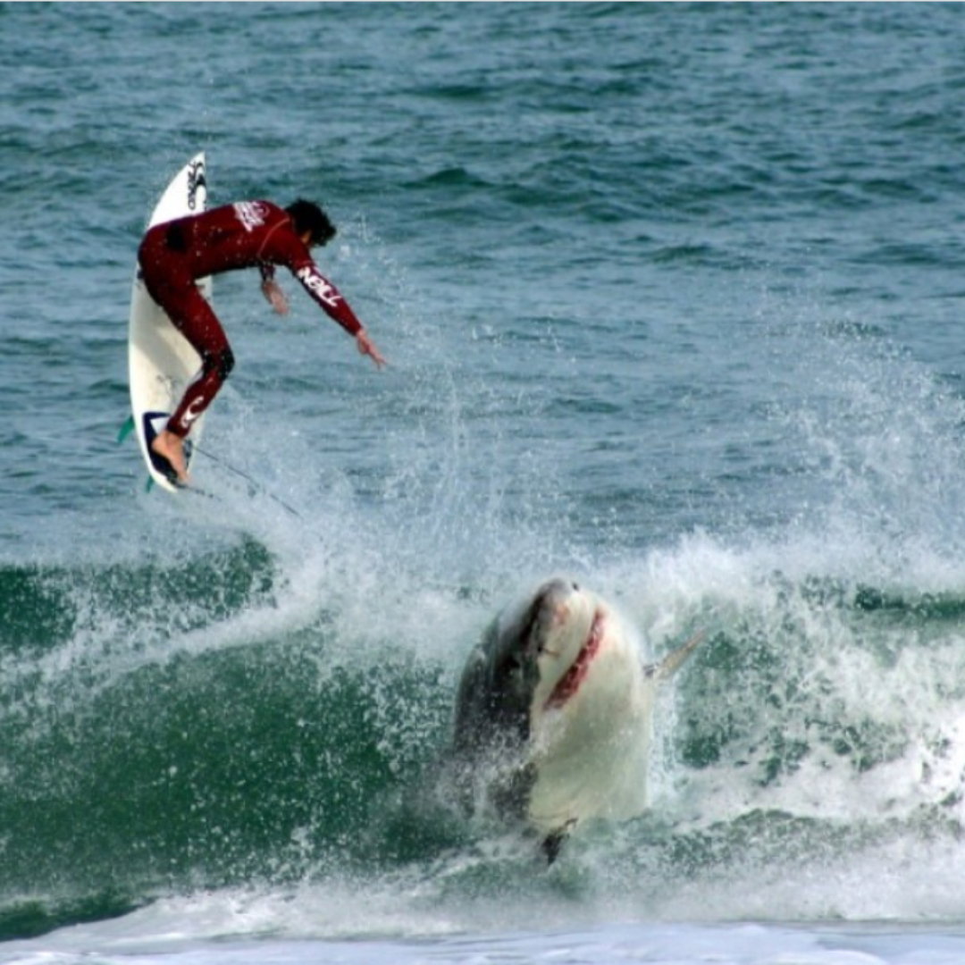 Surfing Trip Takes a Dark Turn as Man Battles Terrifying Shark Attack ...