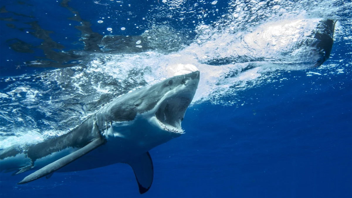 Disturbing Footage Shows Man Almost Losing His Leg in Deadly Shark ...